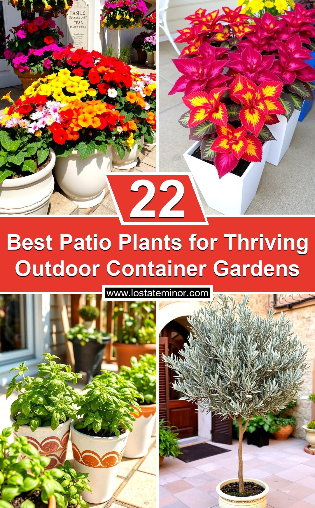 22 Best Patio Plants for Thriving Outdoor Container Gardens - Lost At E ...