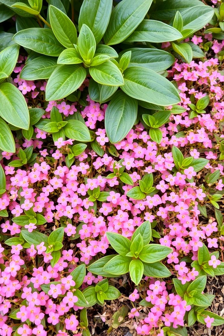 22 Pink Garden Ideas to Create a Dreamy Floral Paradise - Lost At E Minor